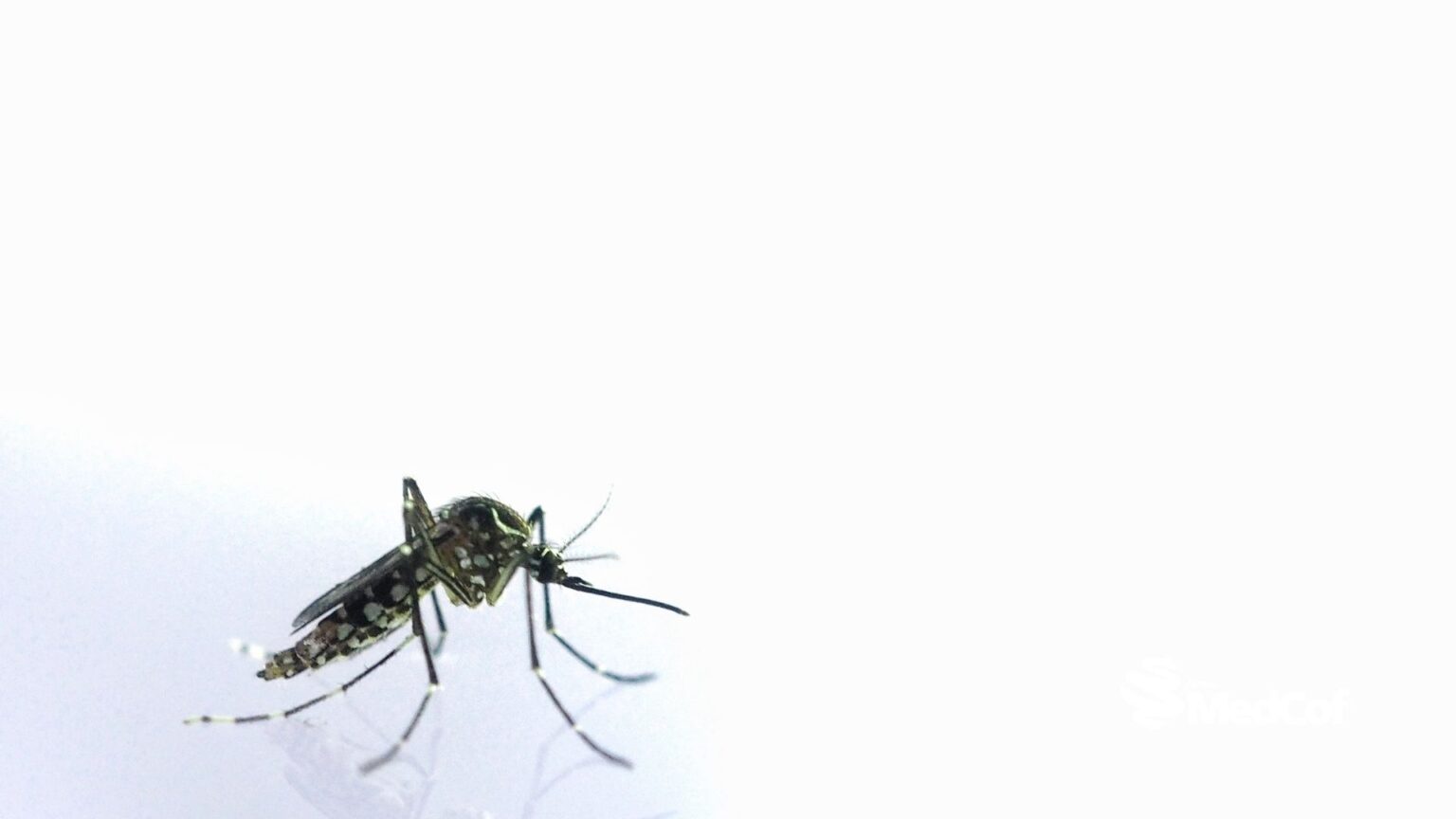 Atualização PNI 2024: Vacina da dengue - Blog de Medcof: conteúdos ...